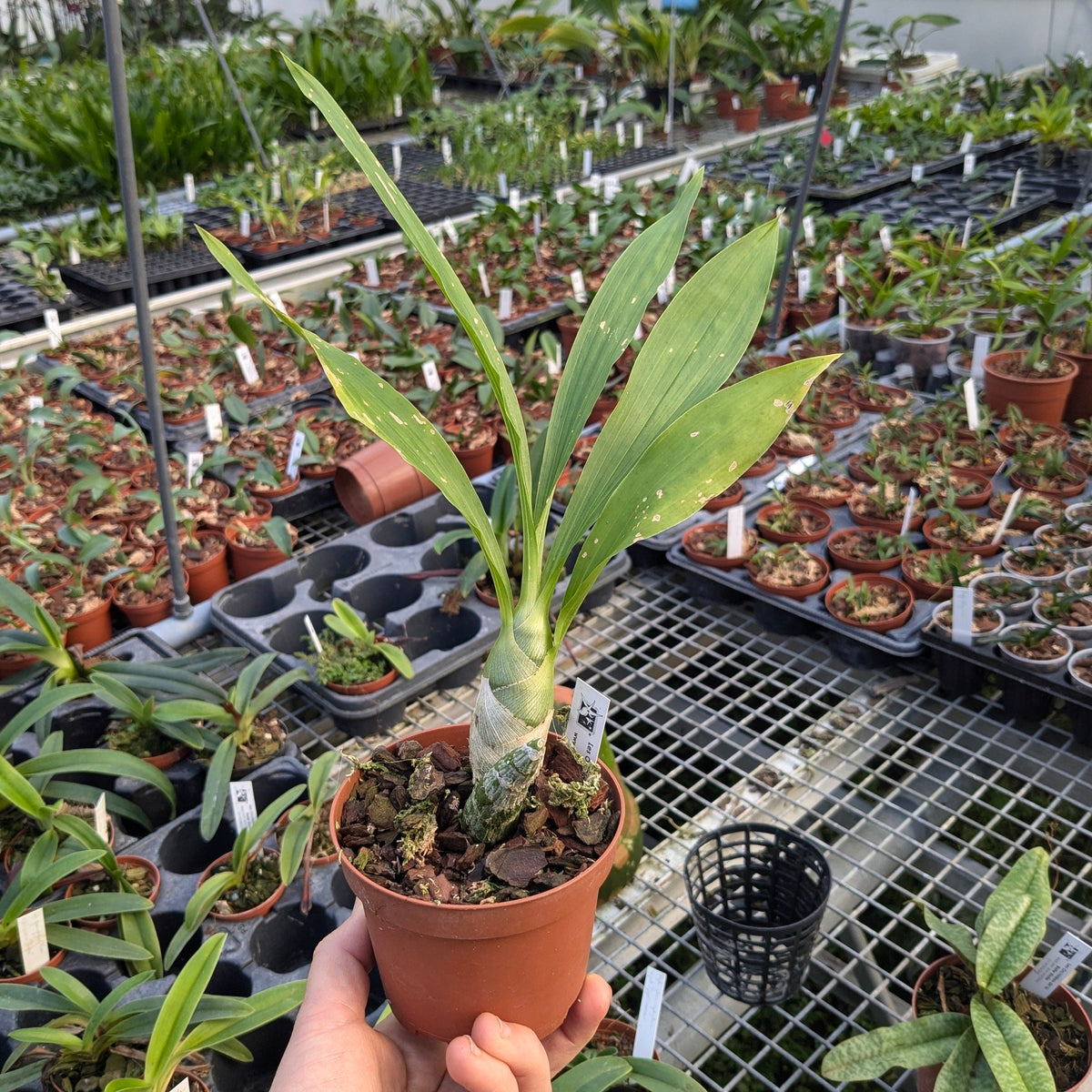 Cycnodes Jumbo Puff – Les Orchidées de la Belle Etoile