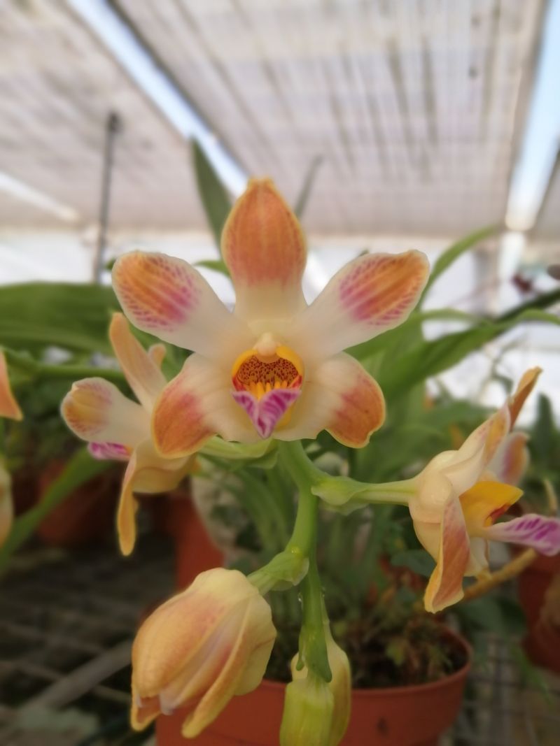 Chysis limminghei – Les Orchidées de la Belle Etoile