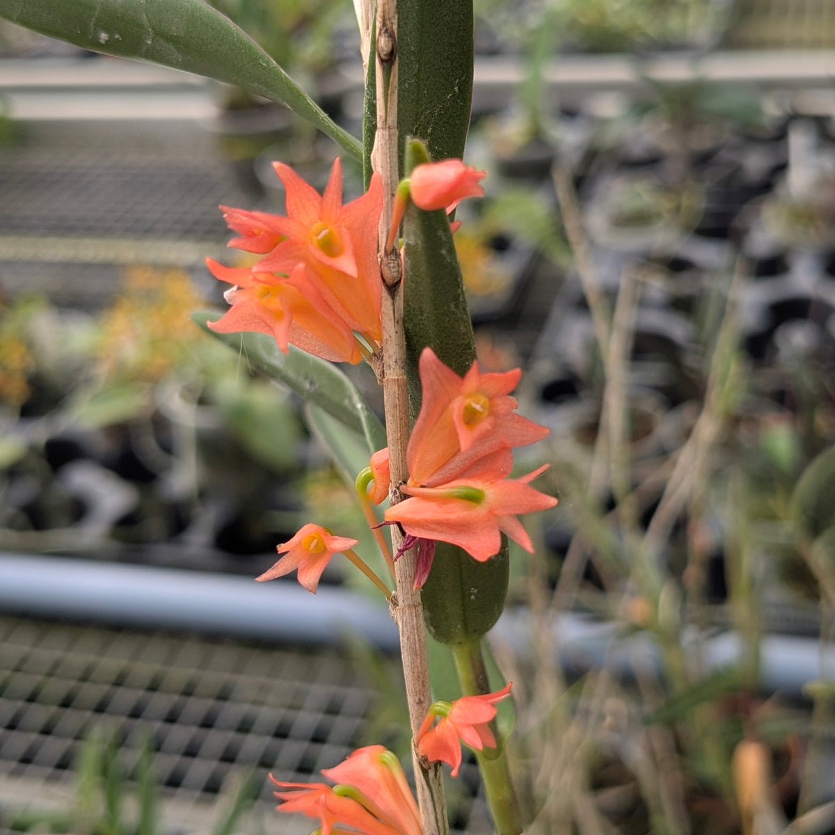 Dendrobium faciferum – Les Orchidées de la Belle Etoile