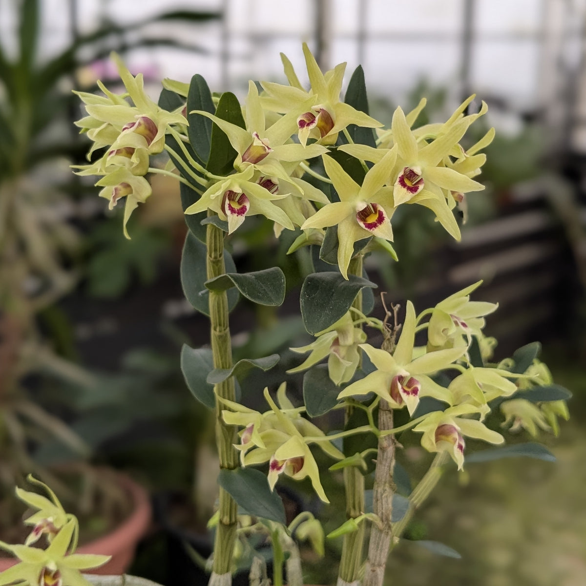 Dendrobium officinale – Les Orchidées de la Belle Etoile