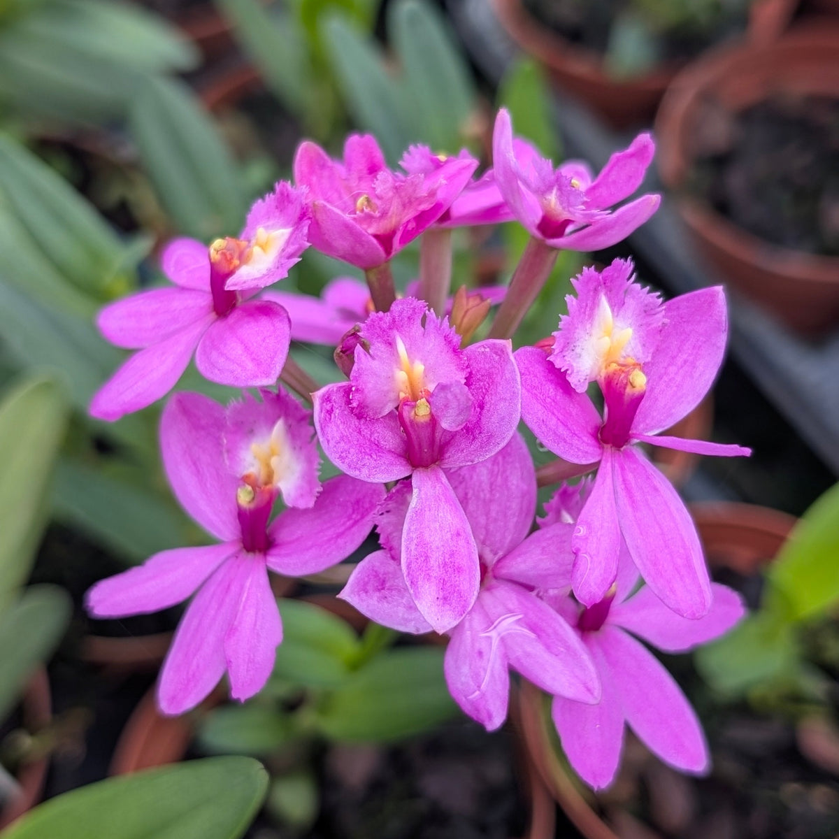Epidendrum Comet Valley "Pink" – Les Orchidées de la Belle Etoile
