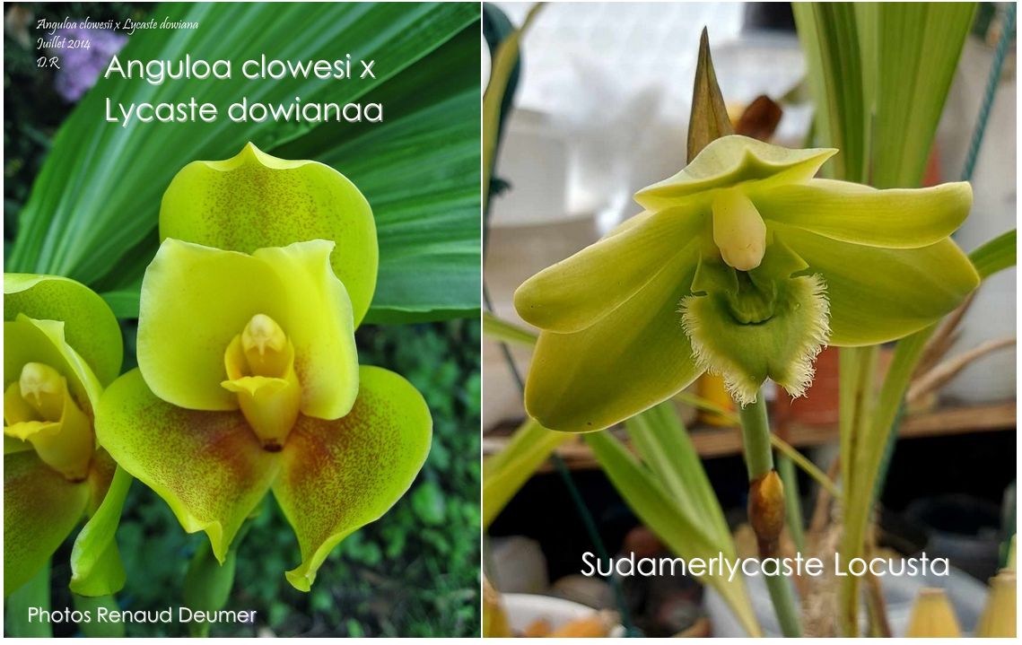 (Anguloa clowesii x Lycaste dowiana) x Sudamer. locusta – Les Orchidées ...